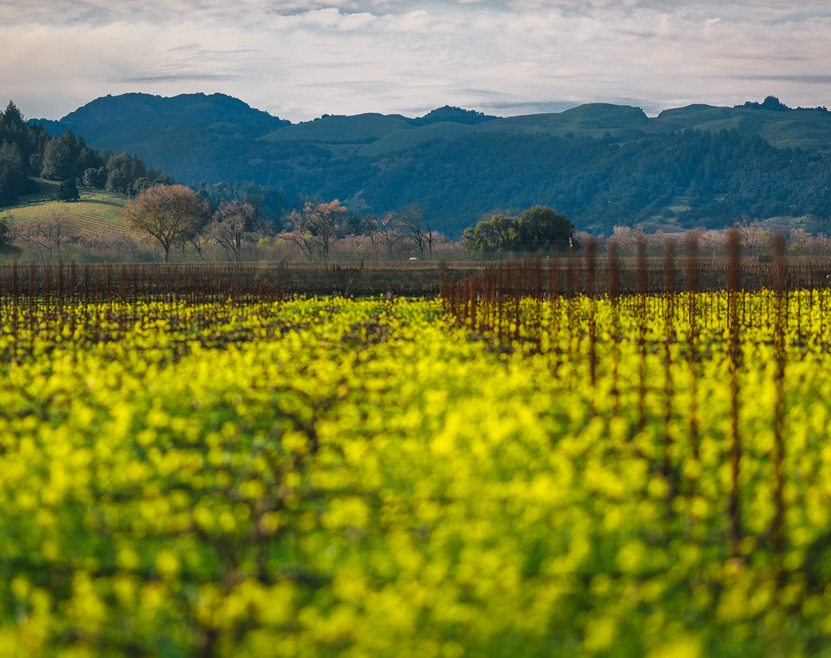 Tasting Experiences - VML Wine